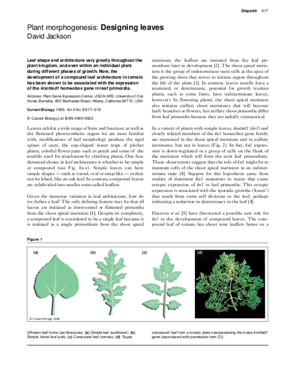 (PDF) Plant morphogenesis: Designing leaves