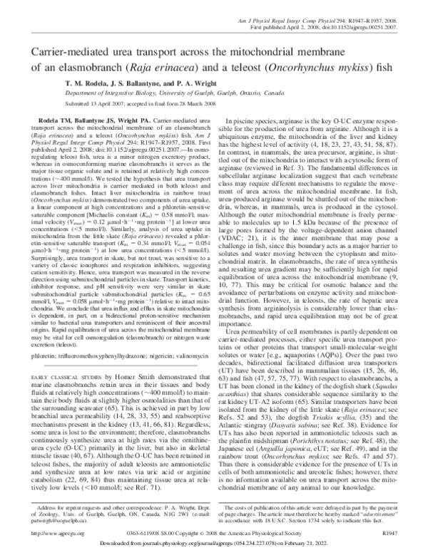 (PDF) Carrier-mediated urea transport across the mitochondrial membrane of an elasmobranch (Raja ...