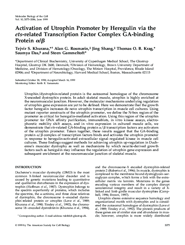 (PDF) Activation of Utrophin Promoter by Heregulin via theets-related ...