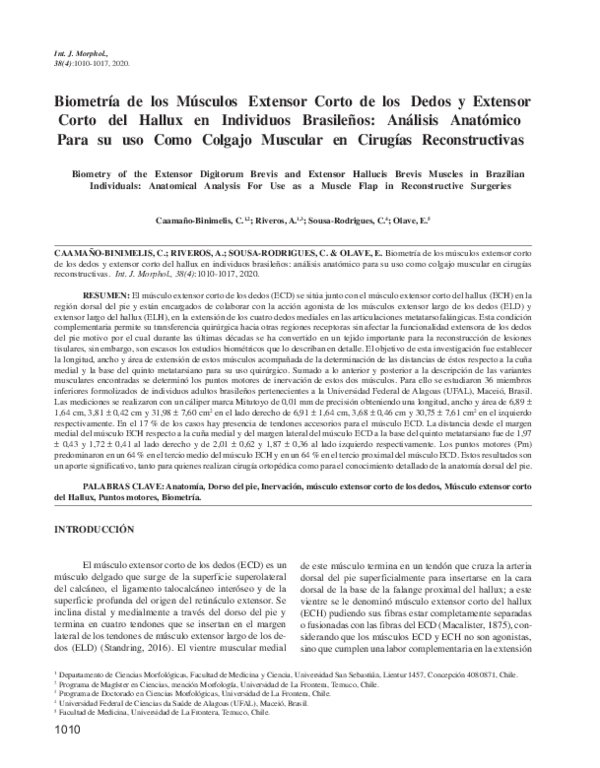 (PDF) Biometría de los Músculos Extensor Corto de los Dedos y Extensor ...