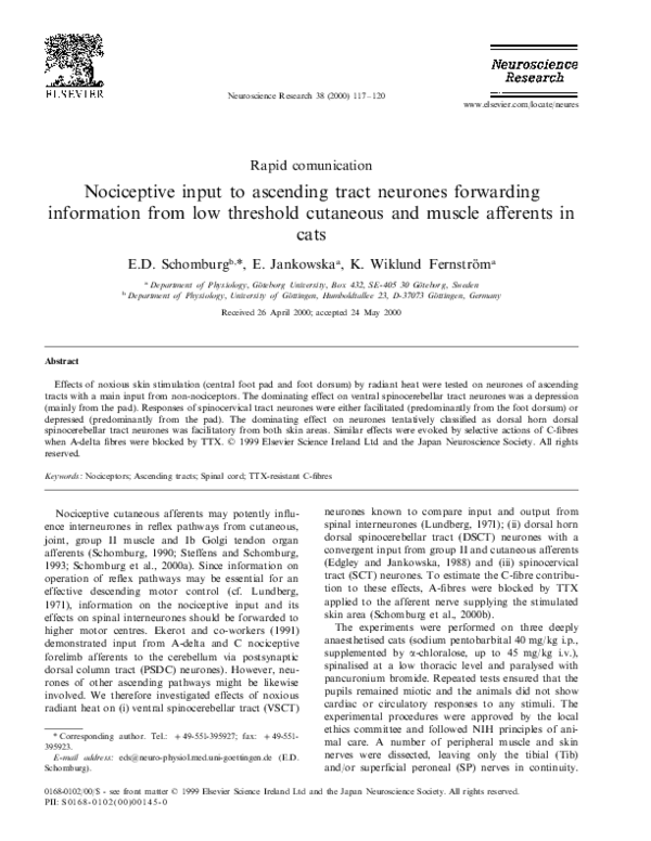 (PDF) Nociceptive input to ascending tract neurones forwarding ...