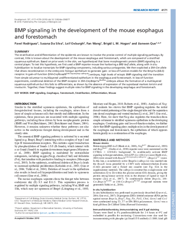 (PDF) BMP signaling in the development of the mouse esophagus and ...