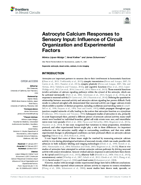 (PDF) Astrocyte Calcium Responses to Sensory Input: Influence of ...