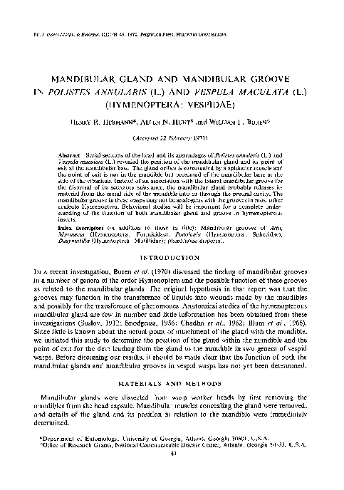 (PDF) Mandibular gland and mandibular groove in Polistes annularis (L ...
