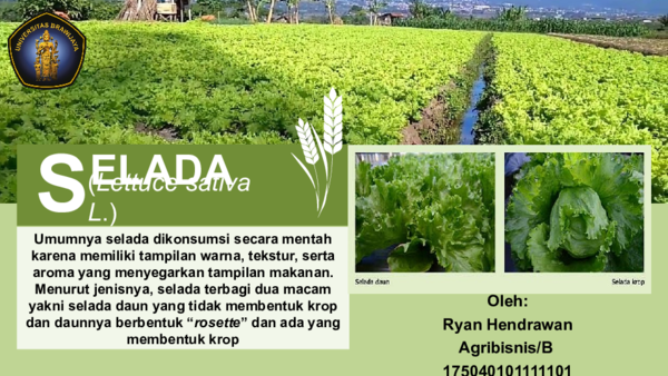 (PPT) Teknologi Produksi Tanaman Sayuran Daun Selada