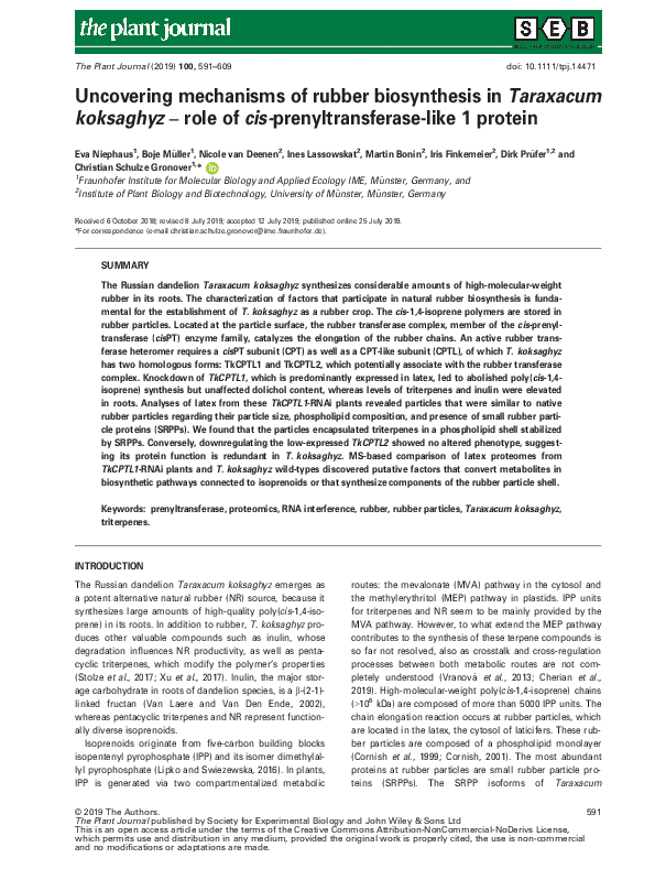 (PDF) Uncovering mechanisms of rubber biosynthesis inTaraxacum ...