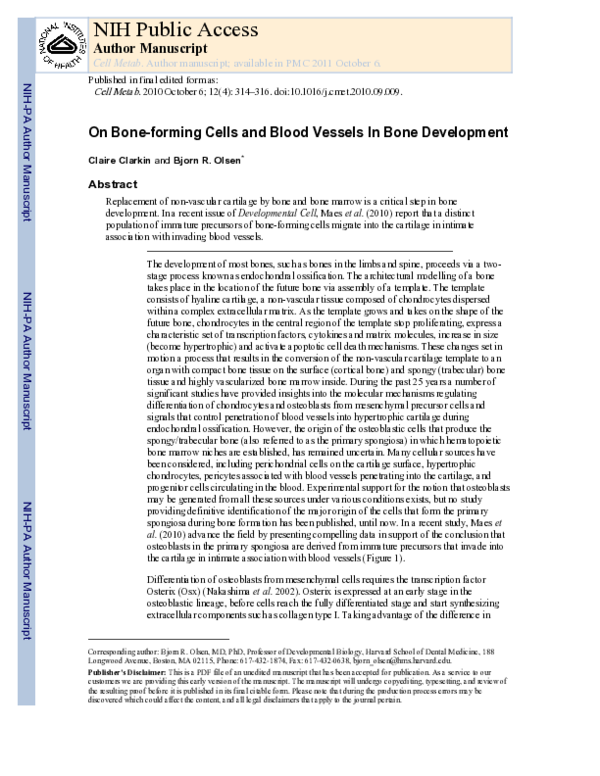 (PDF) On Bone-Forming Cells and Blood Vessels in Bone Development
