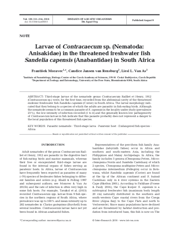 (PDF) Larvae of Contracaecum sp. (Nematoda: Anisakidae) in the ...