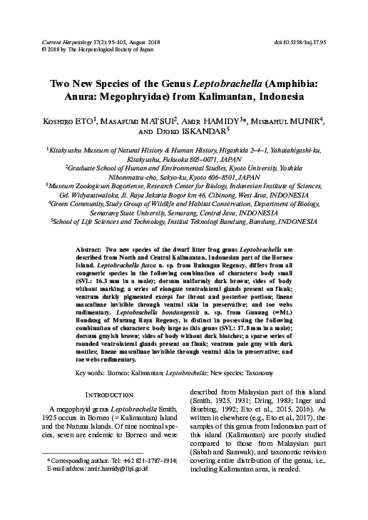 (PDF) Two New Species of the GenusLeptobrachella(Amphibia: Anura ...