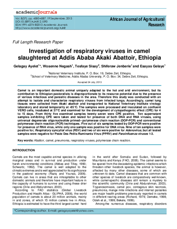 (PDF) Investigation of respiratory viruses in camel slaughtered at ...