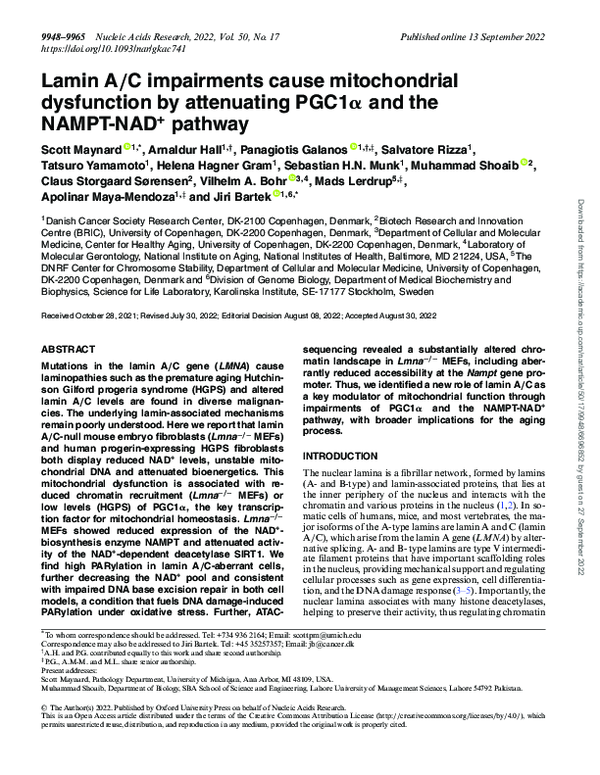 (PDF) Lamin A/C impairments cause mitochondrial dysfunction by attenuating PGC1α and the NAMPT ...