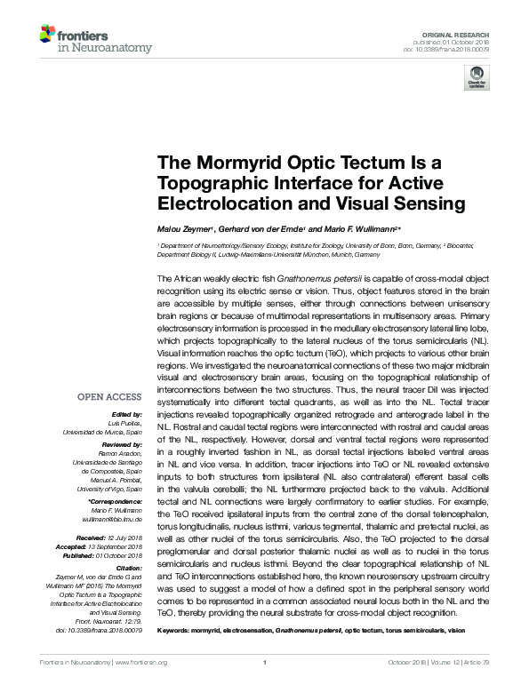 (PDF) The Mormyrid Optic Tectum Is a Topographic Interface for Active Electrolocation and Visual ...