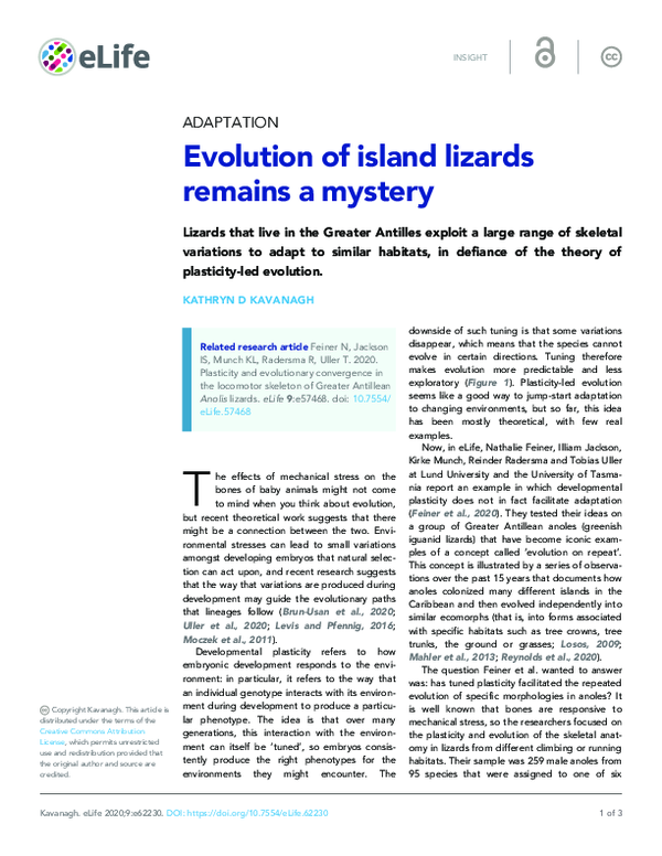 (PDF) Evolution of island lizards remains a mystery
