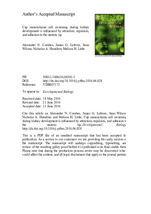 (PDF) Cap mesenchyme cell swarming during kidney development is ...