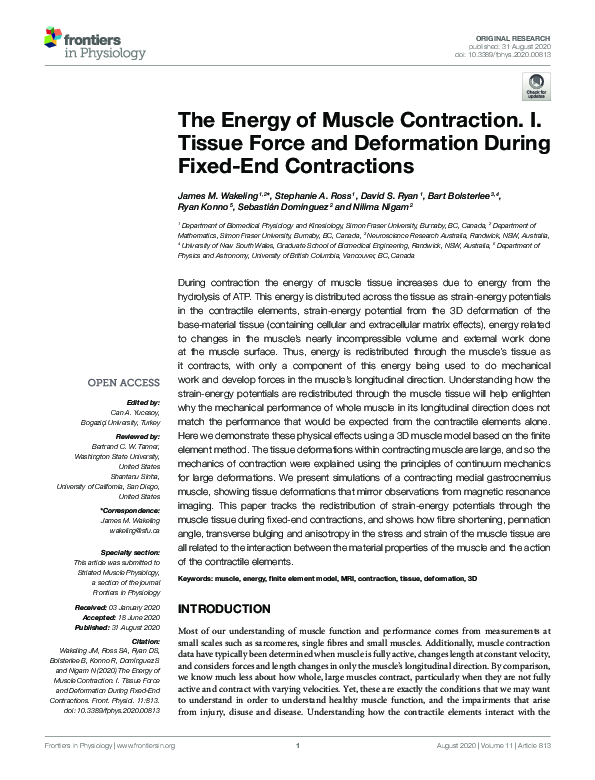 (PDF) The Energy of Muscle Contraction. I. Tissue Force and Deformation ...