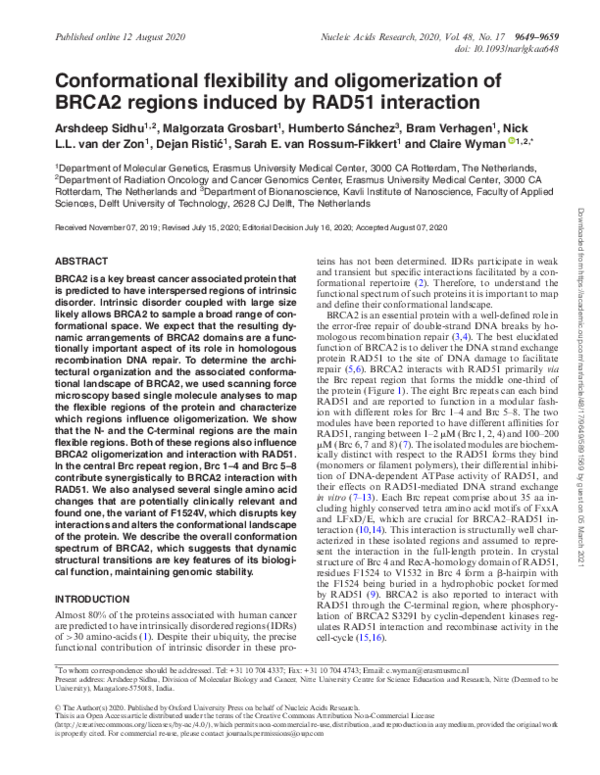 (PDF) Conformational flexibility and oligomerization of BRCA2 regions induced by RAD51 interaction