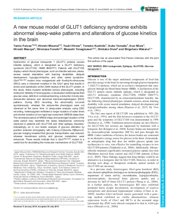 (PDF) A new mouse model of GLUT1-deficiency syndrome exhibits abnormal ...