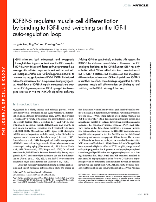(PDF) IGFBP-5 regulates muscle cell differentiation by binding to IGF ...