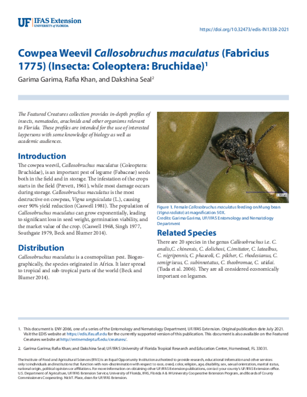 (PDF) Cowpea weevil, Callosobruchus maculatus (Insecta: Coleoptera ...