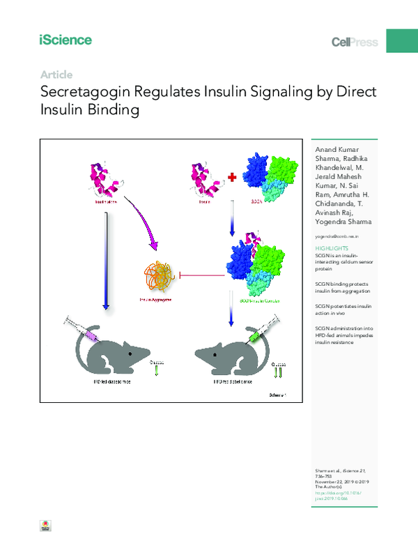 (PDF) Secretagogin Regulates Insulin Signaling by Direct Insulin Binding