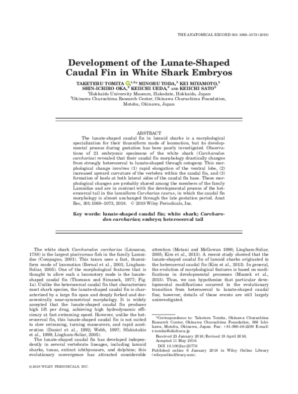 (PDF) Development of the Lunate-Shaped Caudal Fin in White Shark Embryos