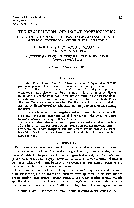 (PDF) The Exoskeleton and Insect Proprioception