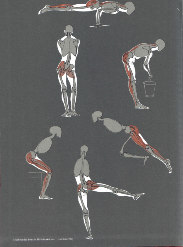 (PDF) Gottfried Bammes Die Gestalt Des Menschen Anatomy amp Visual Arts