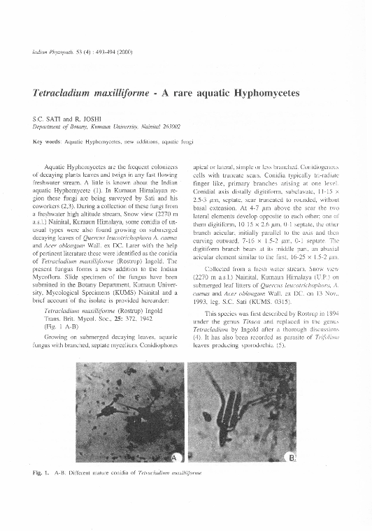 (PDF) Tetracladium maxilliforme - A rare aquatic Hyphomycetes