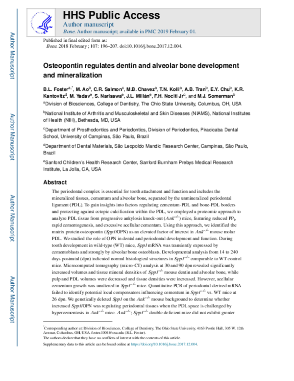 (PDF) Osteopontin regulates dentin and alveolar bone development and ...