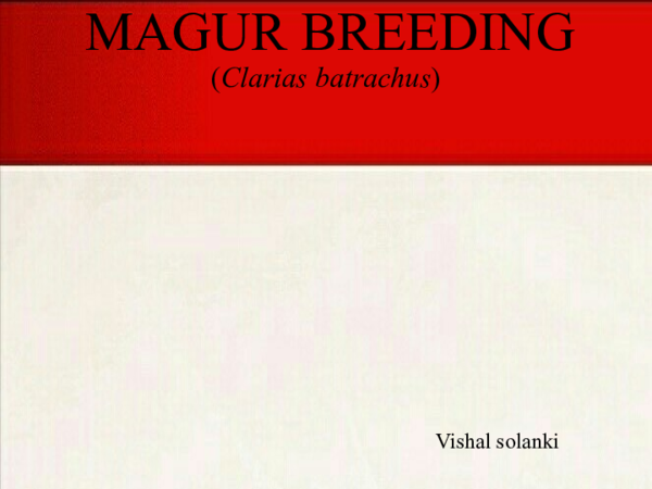 (PPT) Magur breeding