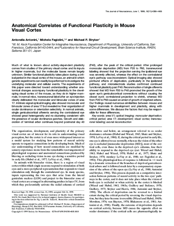 (PDF) Anatomical Correlates of Functional Plasticity in Mouse Visual ... (PDF) Anatomical Correlates of Functional Plasticity in Mouse Visual ...