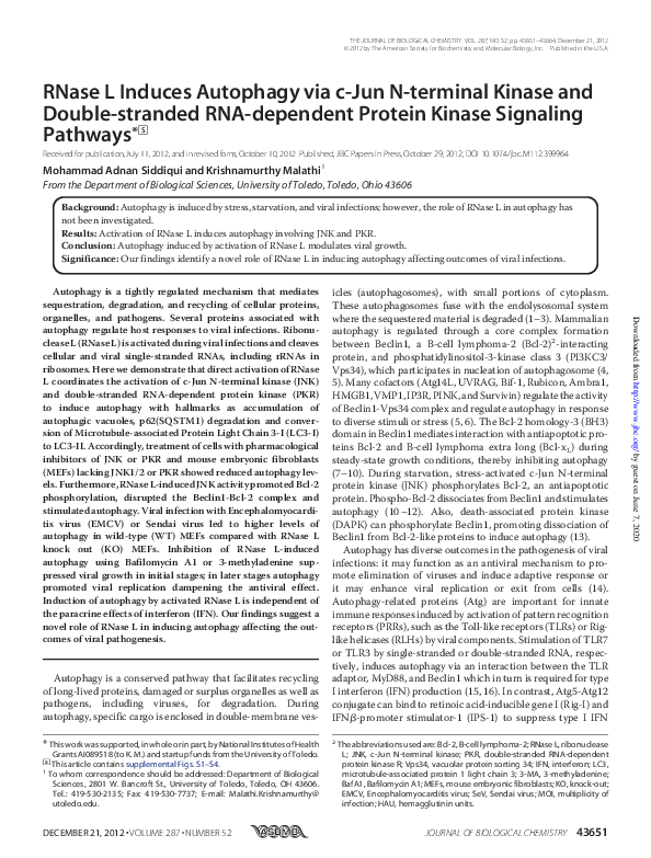 (PDF) RNase L Induces Autophagy via c-Jun N-terminal Kinase and Double ...