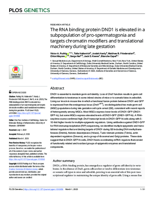 (PDF) The RNA binding protein DND1 is elevated in a subpopulation of ...