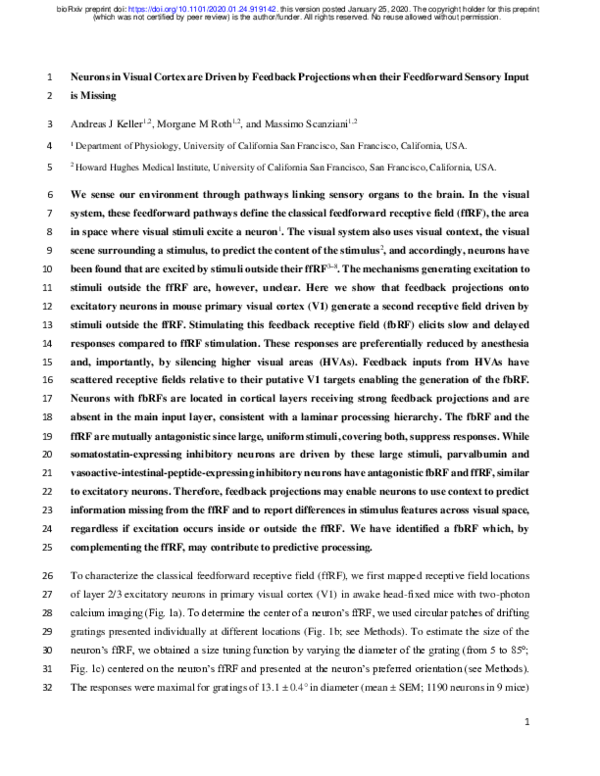 (PDF) Neurons in Visual Cortex are Driven by Feedback Projections when their Feedforward Sensory ...