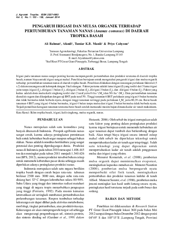 (PDF) PENGARUH IRIGASI DAN MULSA ORGANIK TERHADAP PERTUMBUHAN TANAMAN NANAS (Ananas comosus) DI ...
