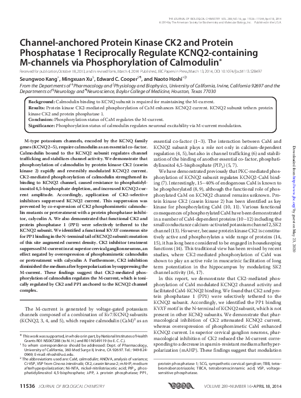 (PDF) Channel-anchored Protein Kinase CK2 and Protein Phosphatase 1 Reciprocally Regulate KCNQ2 ...