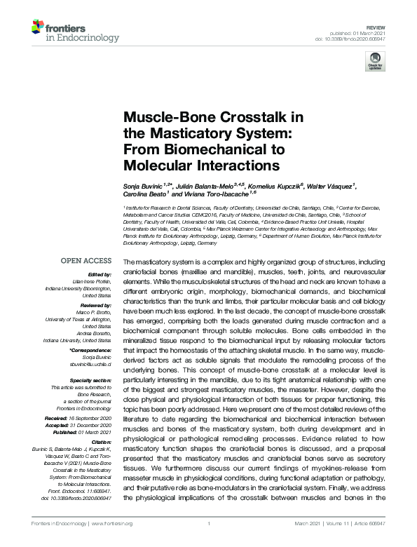 (PDF) Muscle-Bone Crosstalk in the Masticatory System: From ...