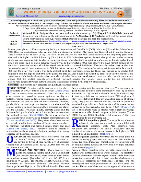 (PDF) Histomorphology of accessory sex glands in one-humped camel bull ...