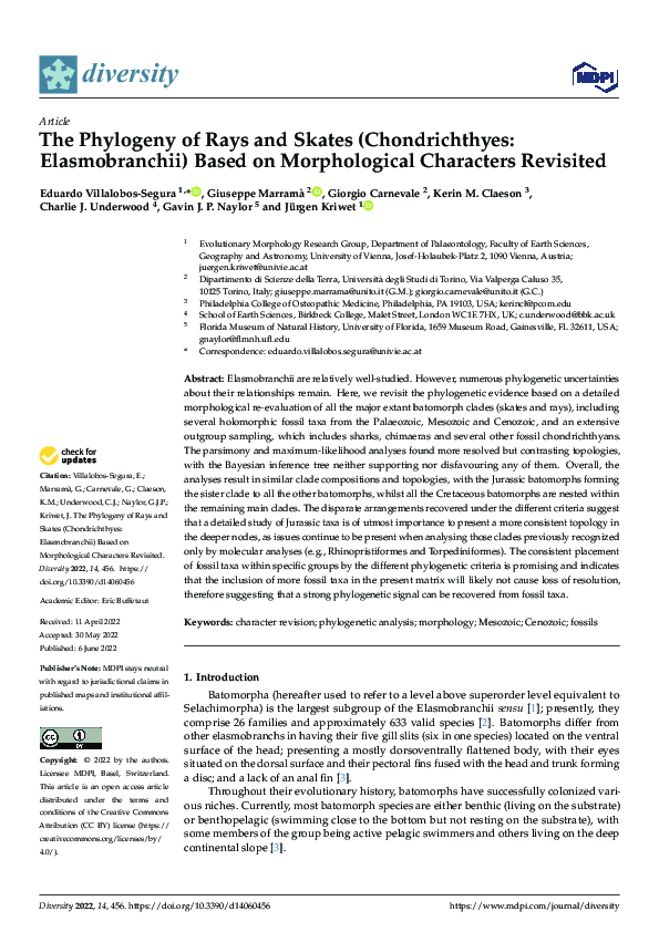 (PDF) The Phylogeny of Rays and Skates (Chondrichthyes: Elasmobranchii ...