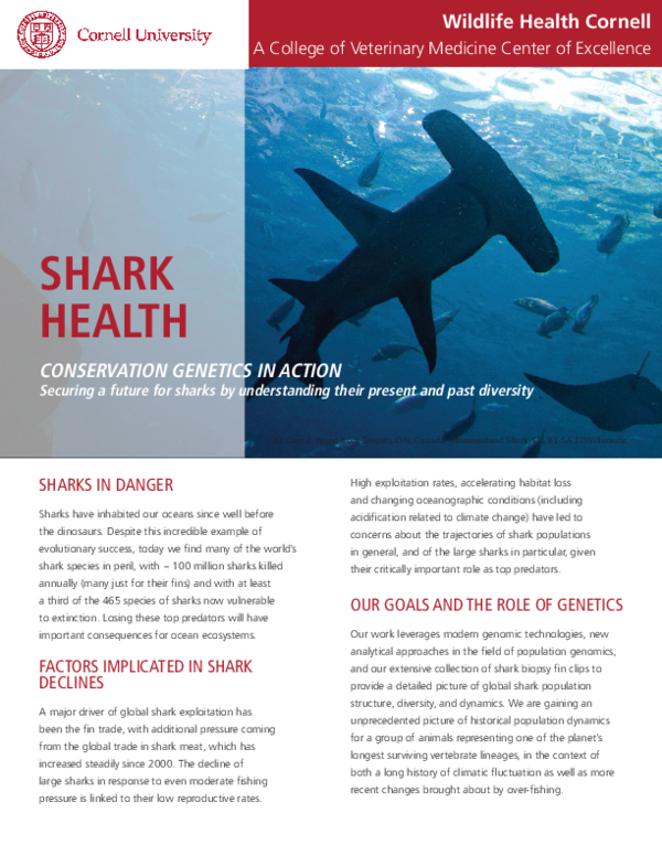 (PDF) Sharks in danger