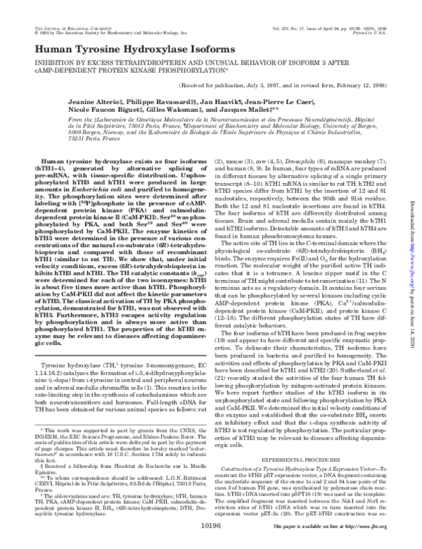 (PDF) Functional Analysis of Human Tyrosine Hydroxylase Isoforms