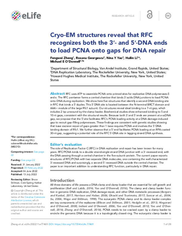 (PDF) Cryo-EM structures reveal that RFC recognizes both the 3′- and 5 ...
