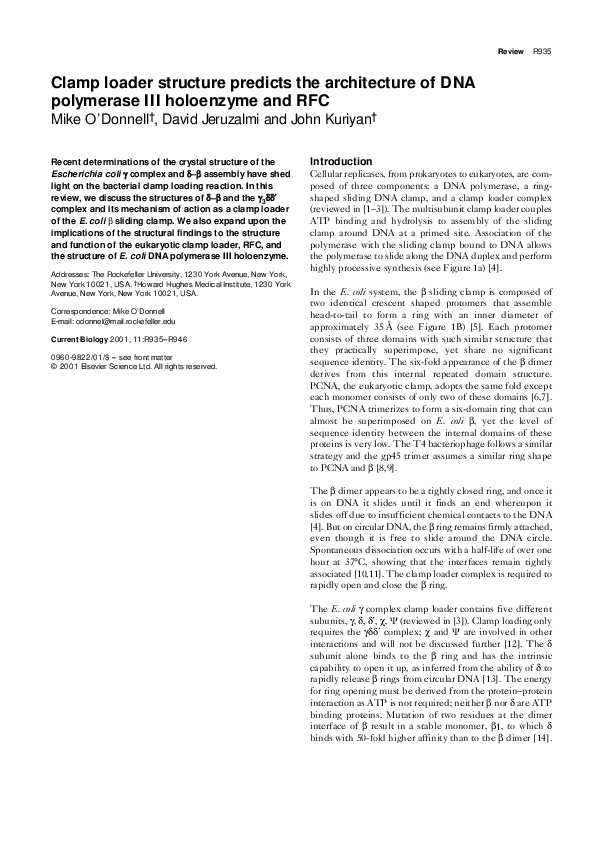 (PDF) Clamp loader structure predicts the architecture of DNA ...