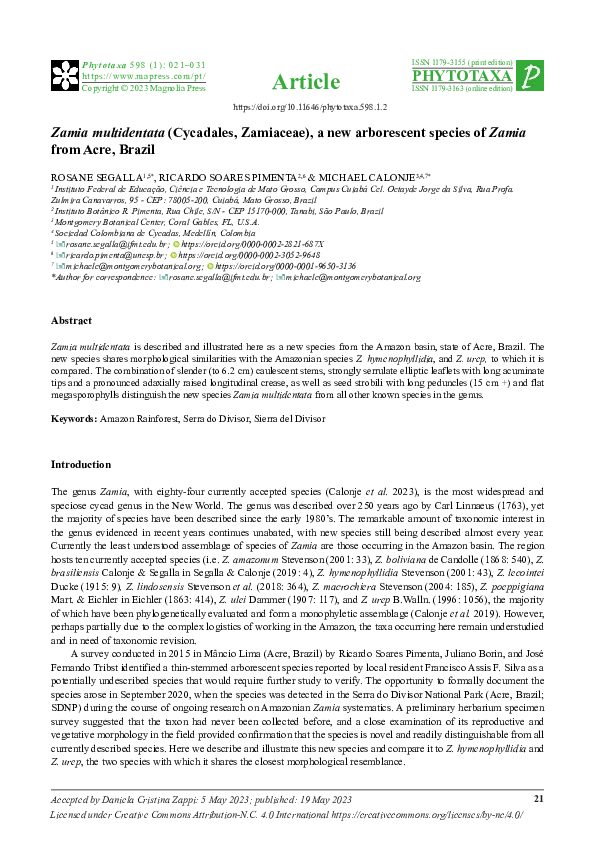 (PDF) Zamia multidentata (Cycadales, Zamiaceae), a new arborescent ...