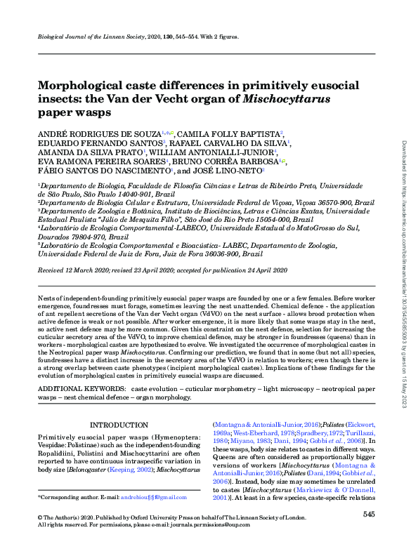 (PDF) Morphological caste differences in primitively eusocial insects ...