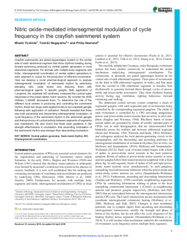 (PDF) Nitric oxide-mediated intersegmental modulation of cycle ...