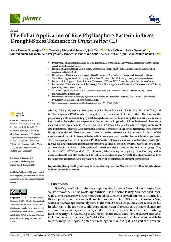 (PDF) The Foliar Application of Rice Phyllosphere Bacteria induces Drought-Stress Tolerance in ...
