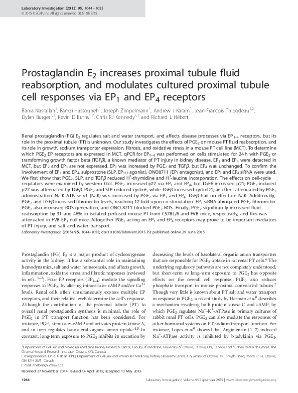 (PDF) Prostaglandin E2 increases proximal tubule fluid reabsorption ...