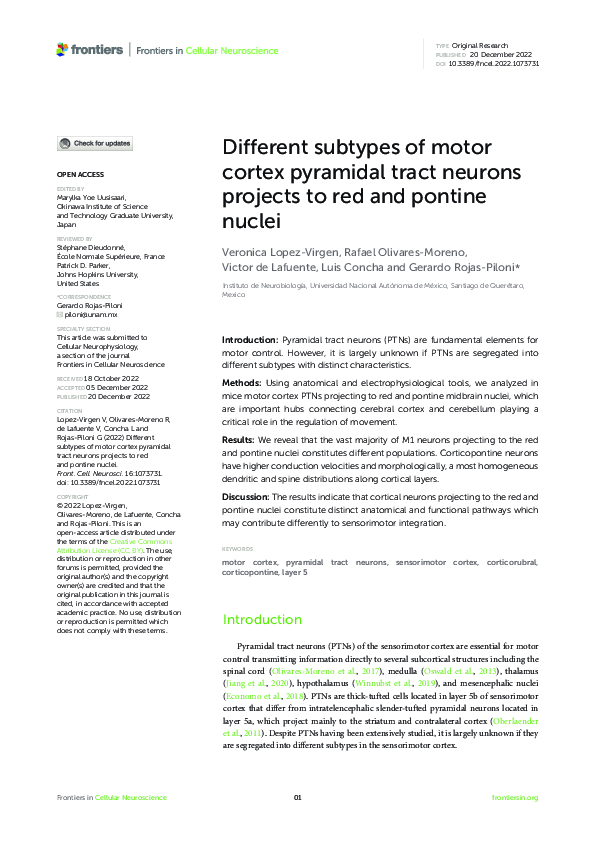 (PDF) Different subtypes of motor cortex pyramidal tract neurons ...