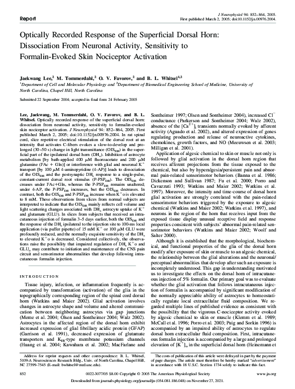 (PDF) Optically Recorded Response of the Superficial Dorsal Horn ...